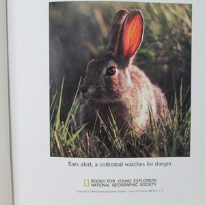 Cottontails Little Rabbits of Field and Forest by Ron Fisher National ...