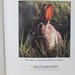 Cottontails Little Rabbits of Field and Forest by Ron Fisher National ...