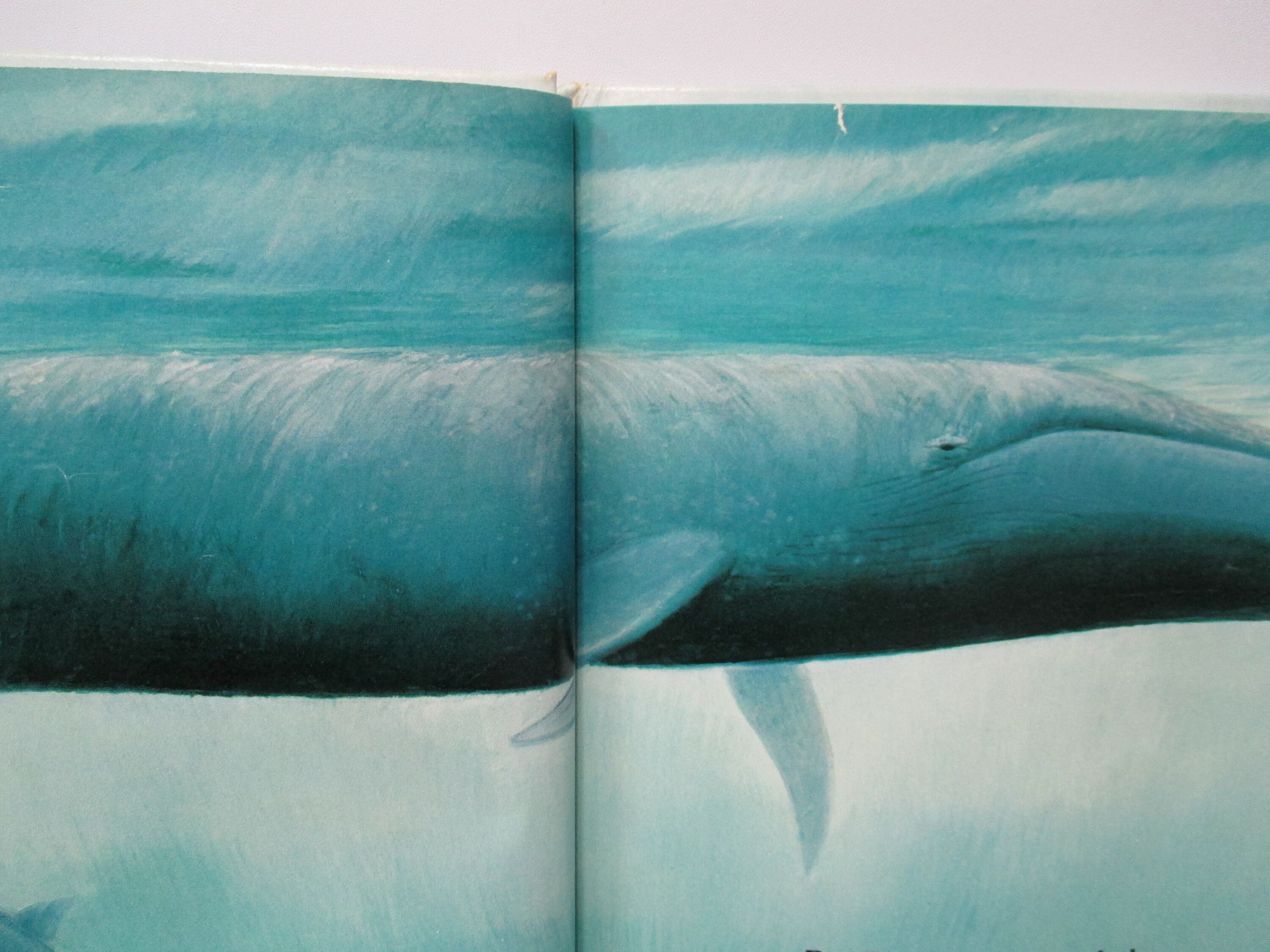 The Blue Whale by Donna Grosvenor National Geographic Society Books for ...