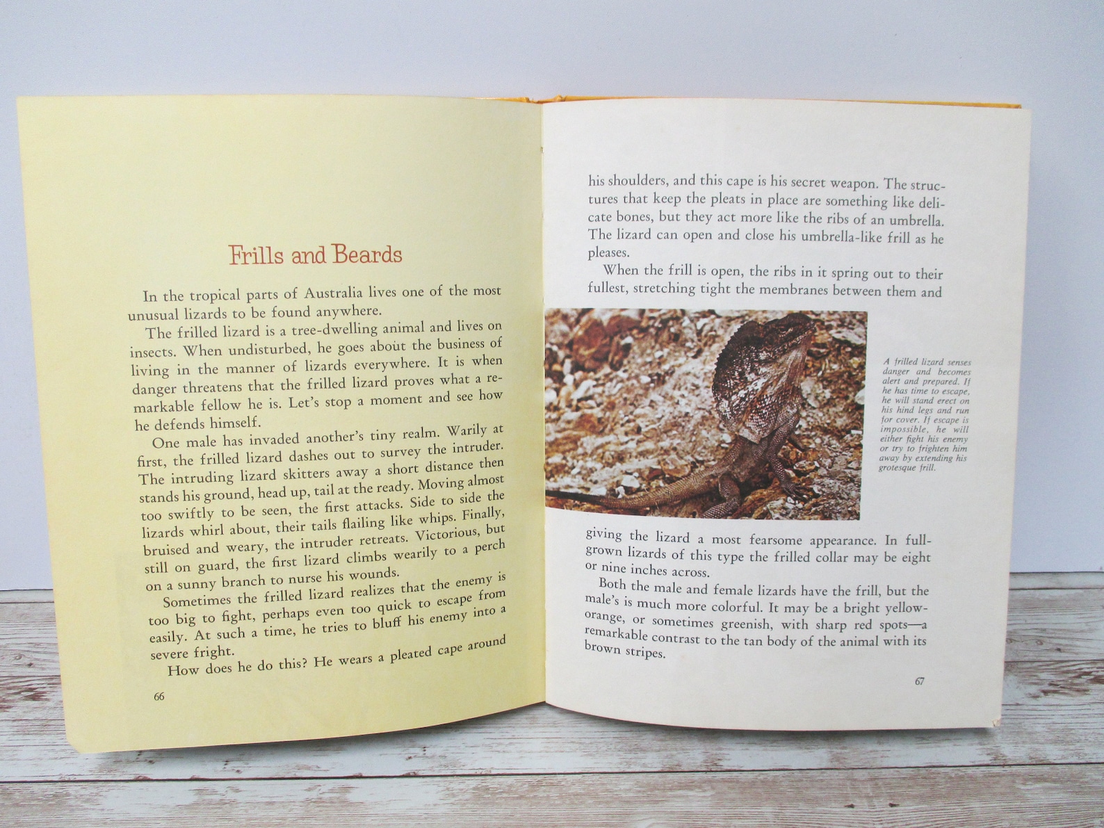Walt Disney's Strange Animals of Australia by Milton - Etsy