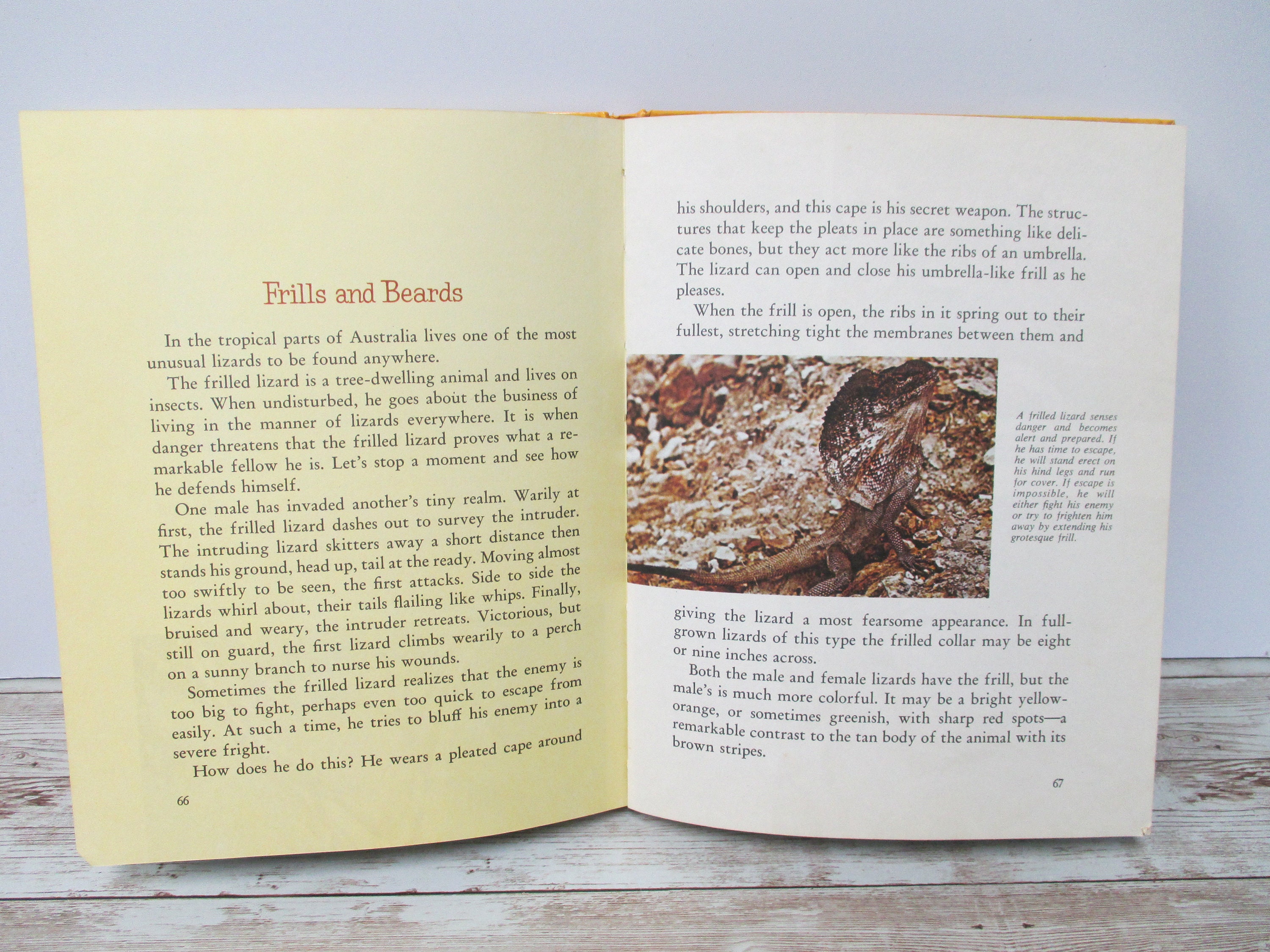 Walt Disney's Strange Animals of Australia by Milton - Etsy