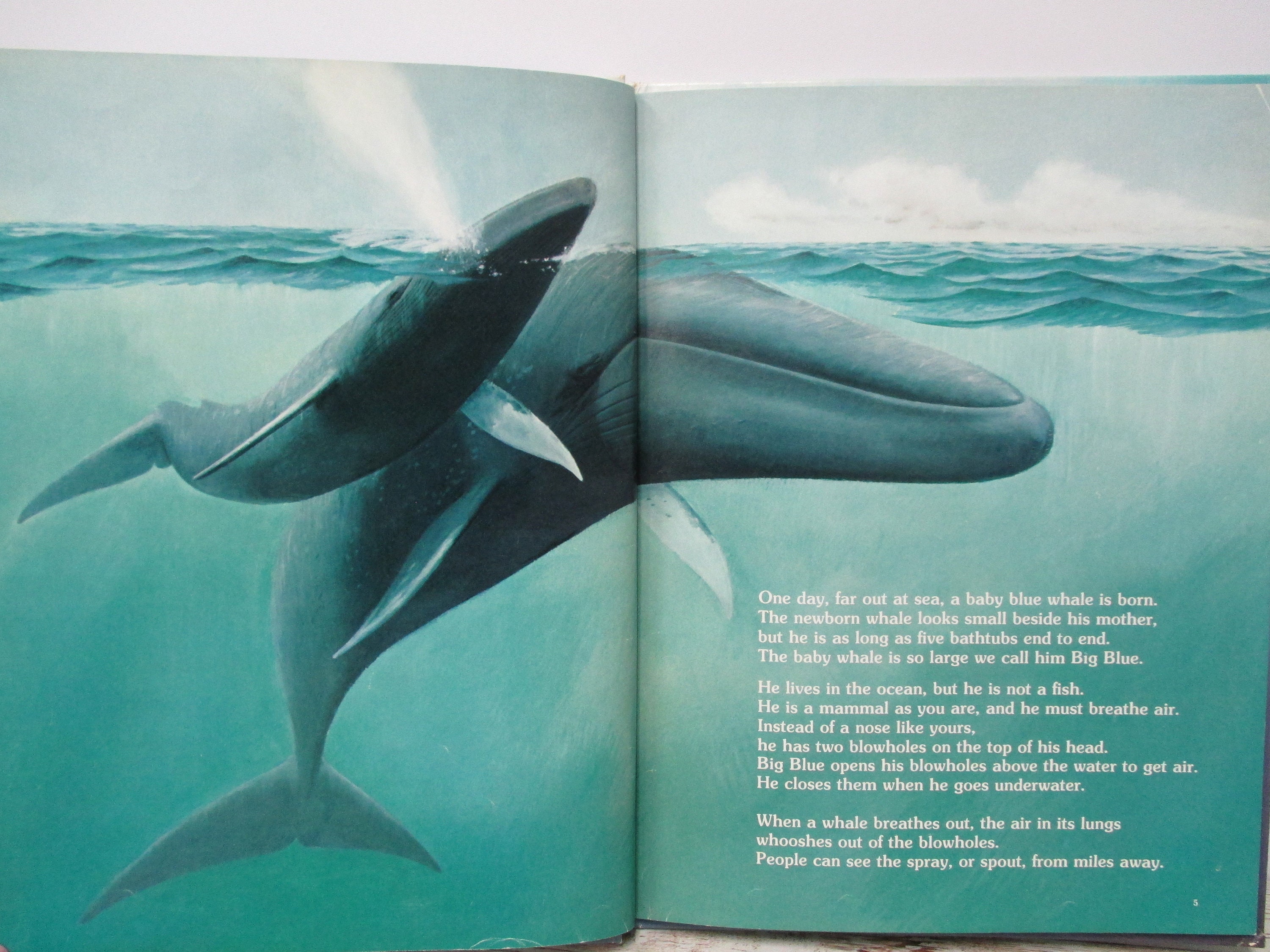 The Blue Whale by Donna Grosvenor National Geographic Society Books for ...