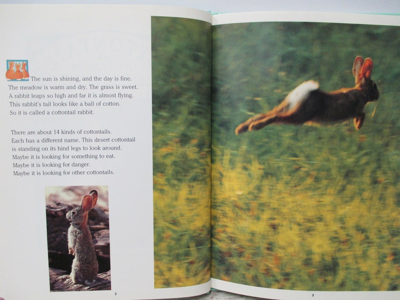 Cottontails Little Rabbits of Field and Forest by Ron Fisher National ...