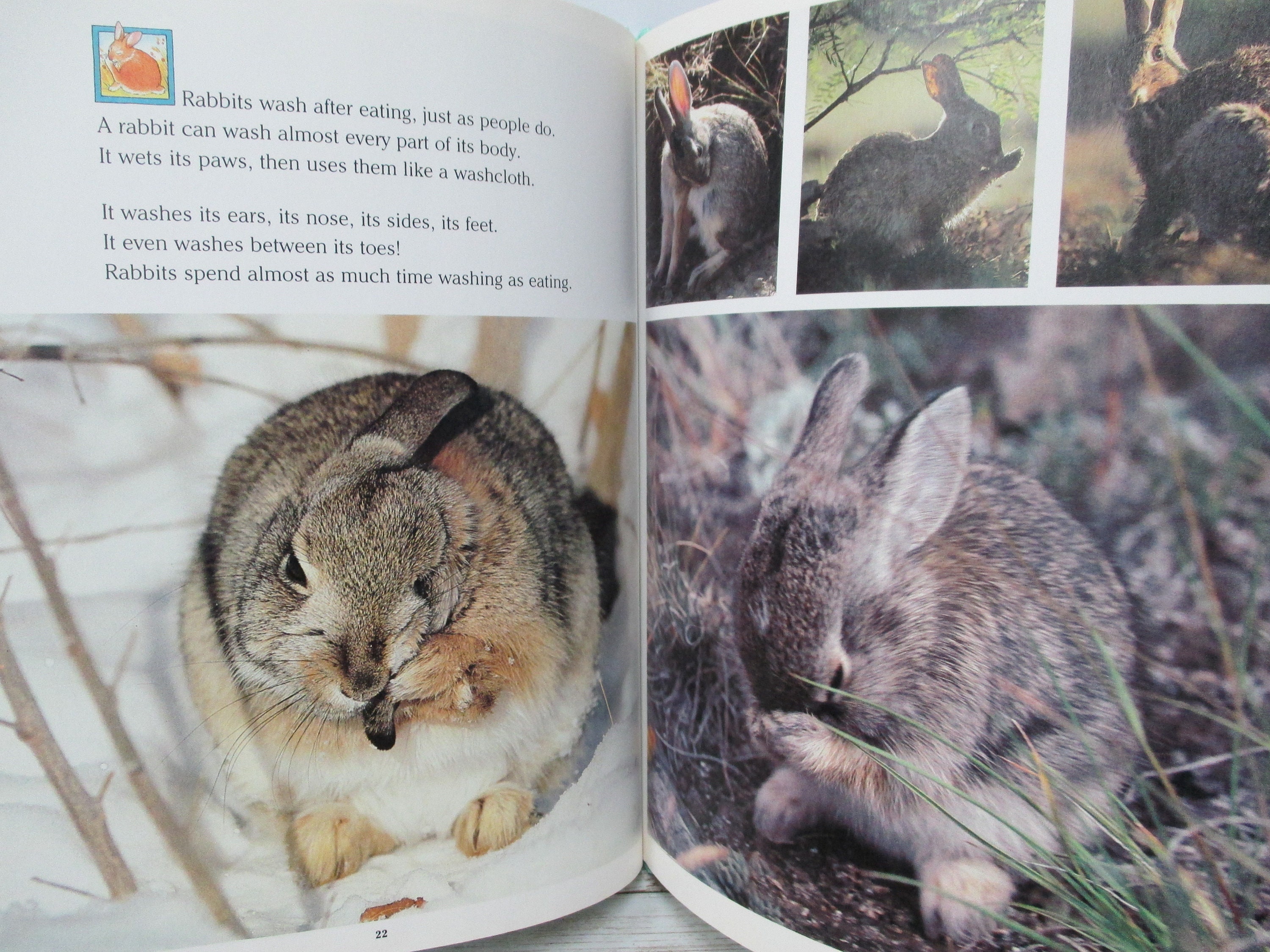 Cottontails Little Rabbits of Field and Forest by Ron Fisher National ...