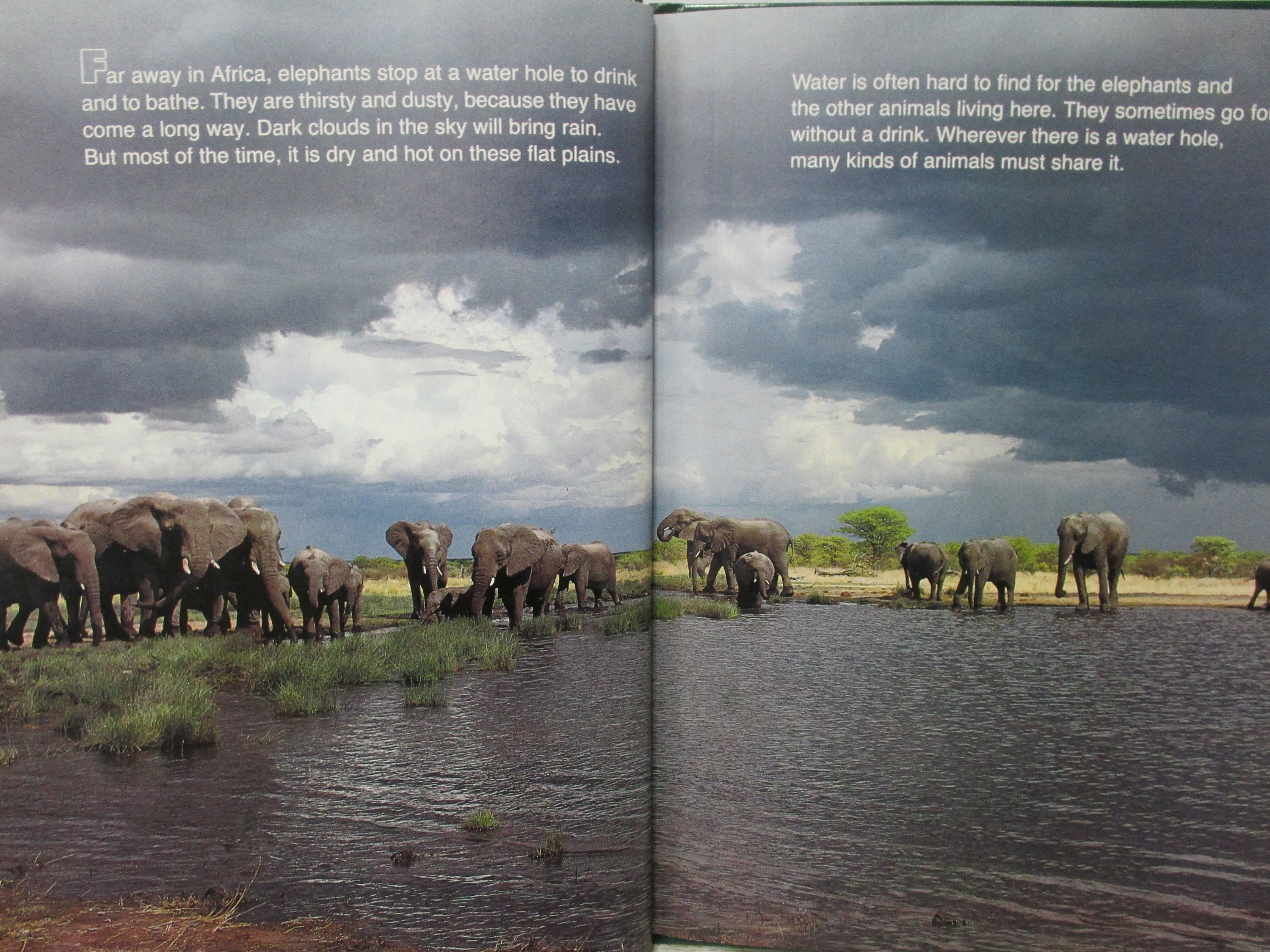 Africa's Animal Giants by Jane R Mccauley, National Geographic Society ...