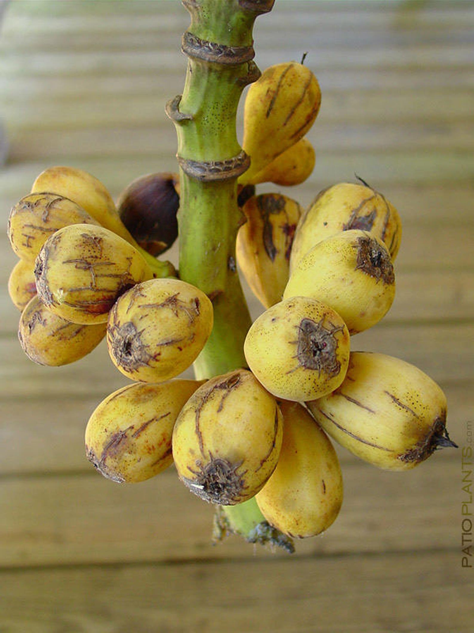SEEDS Unusual Shape Musa pitogo Banana Aka fig Plantain | Etsy