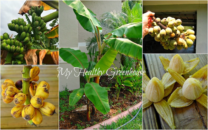 SEEDS Unusual Shape Musa pitogo Banana Aka fig Plantain | Etsy