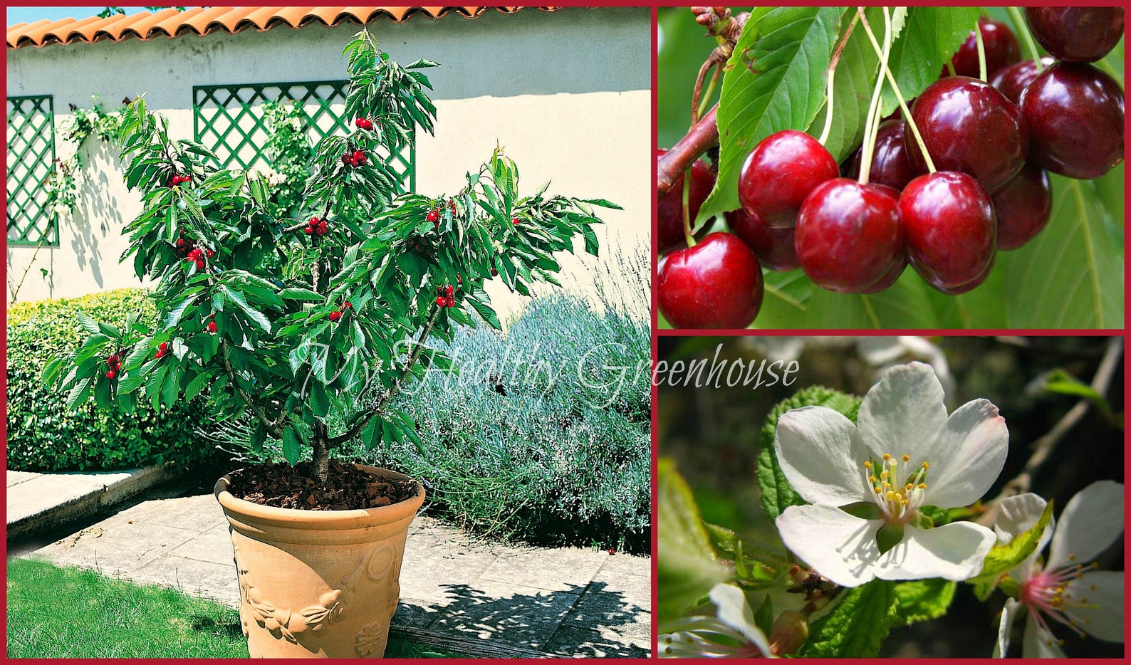 SEEDS Dwarf Sweet Garden Bing Cherry Prunus avium Zones | Etsy