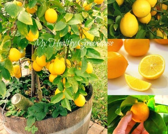 Dwarf Meyer Lemon Tree | Etsy