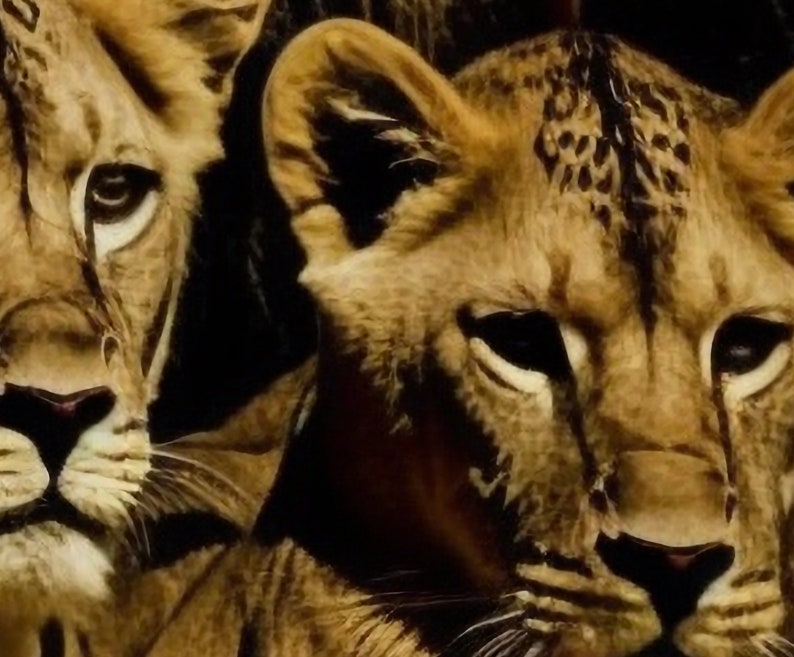 Strength in Unity - Lion Family #3 Digital Print - Etsy