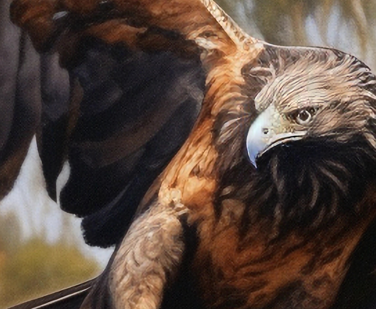 Majestic Wedge Tail Eagle Soaring #3 Digital Print - Etsy