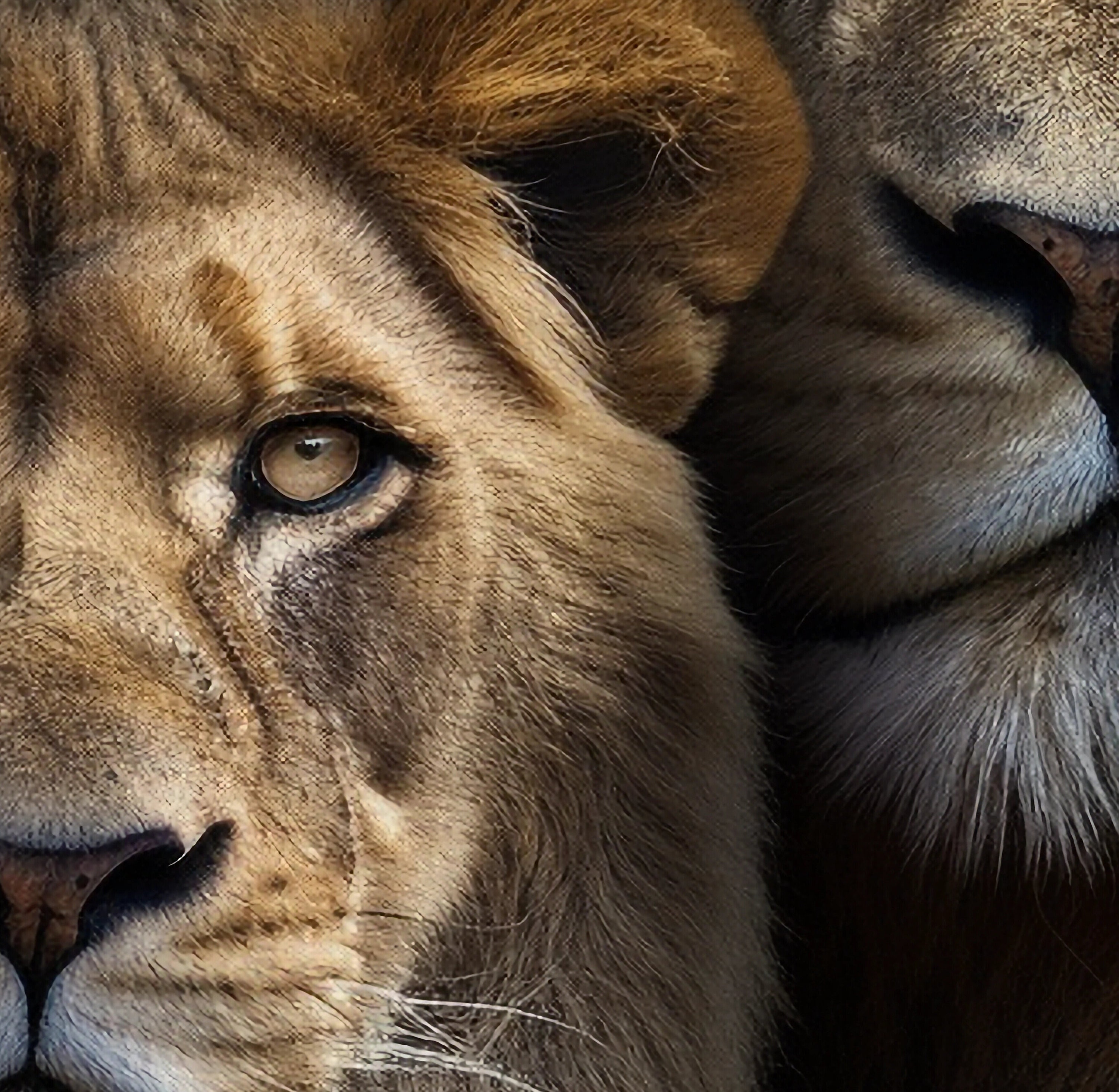Lion and Lioness #1 Digital Print - Etsy