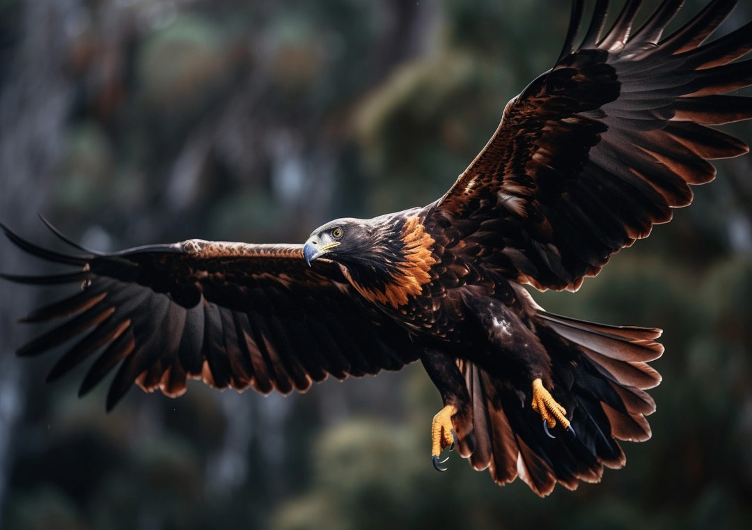 Majestic Wedge Tail Eagle Soaring #2 Digital Print - Etsy