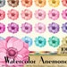 100 Watercolor Anemone Flower Clipart,flower Clipart,100 Watercolor ...