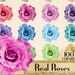 100 Real Roses Cliparts, Flower Clipart, Planner Clipart, Floral ...