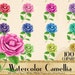 100 Watercolor Camellia Flower Clipart, Flower Clipart, Watercolor ...