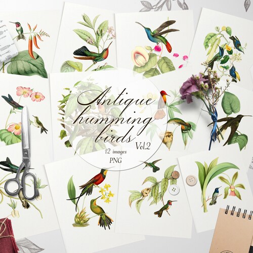 12 Vintage Humming Birds Ephemera Isolated Transparent Digital - Etsy