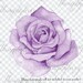 100 Hand Painted Watercolor Vintage Rose Clipart, Watercolor Clipart ...