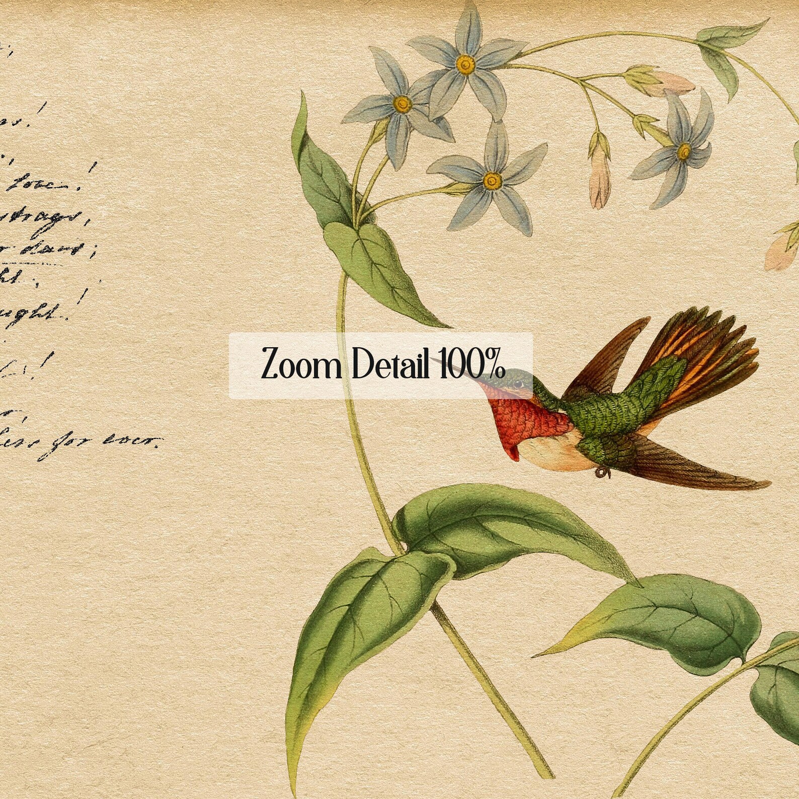16 Antique Humming Birds Digital Papers 12 300 Dpi - Etsy