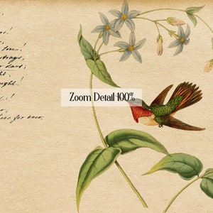 16 Antique Humming Birds Digital Papers 12" 300 Dpi Commercial Use ...