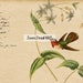 16 Antique Humming Birds Digital Papers 12" 300 Dpi Commercial Use ...