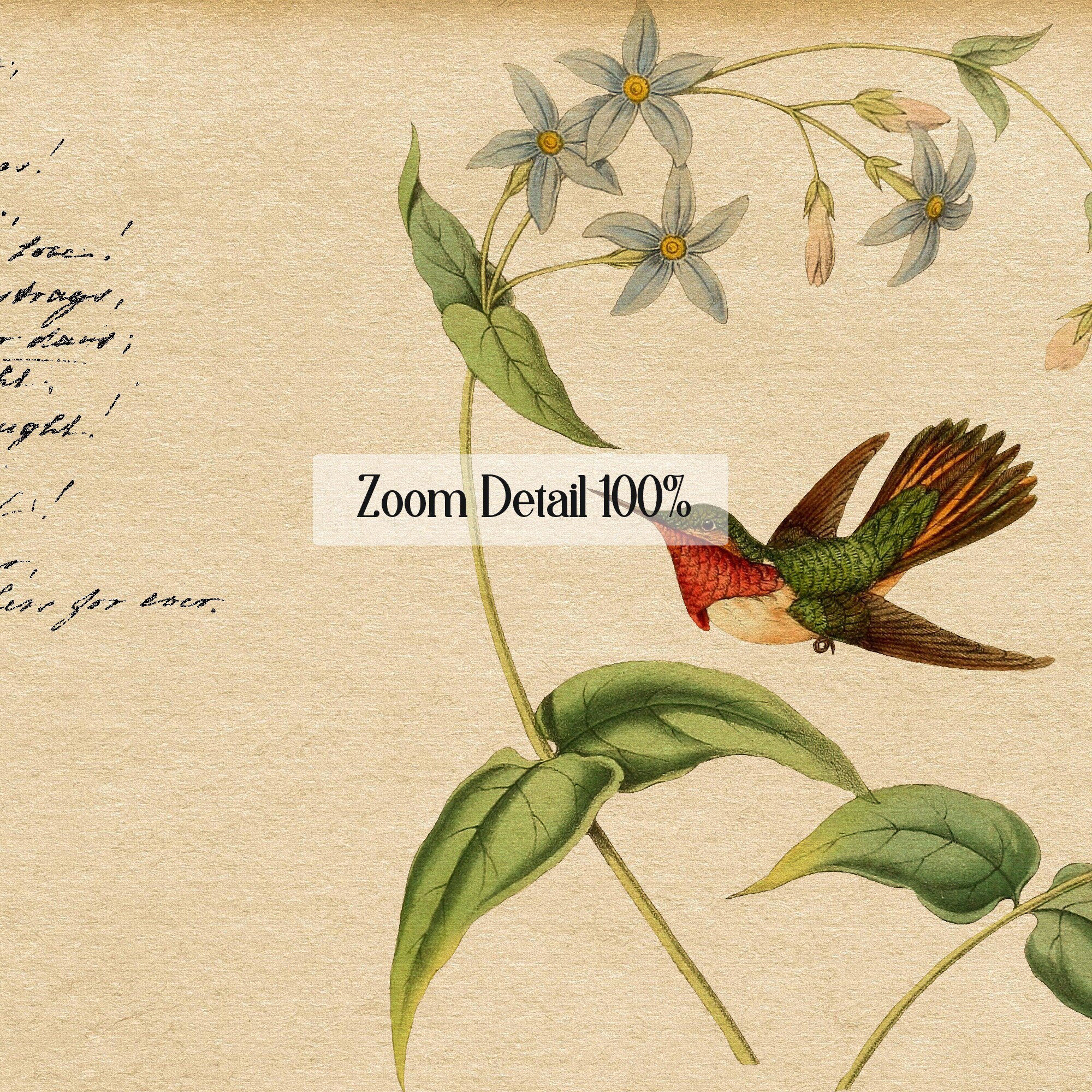 16 Antique Humming Birds Digital Papers 8.5x11 300 Dpi - Etsy