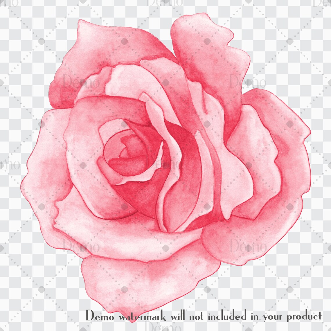 100 Hand Painted Watercolor Rose Flower Clip Arts Side View | Etsy