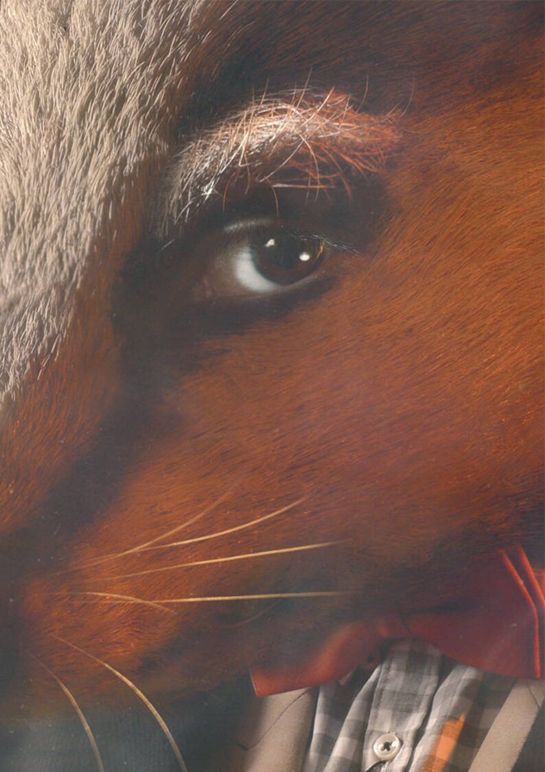 Old Badger Original Photographic Illustration. Limited Edition 16 X 12 ...