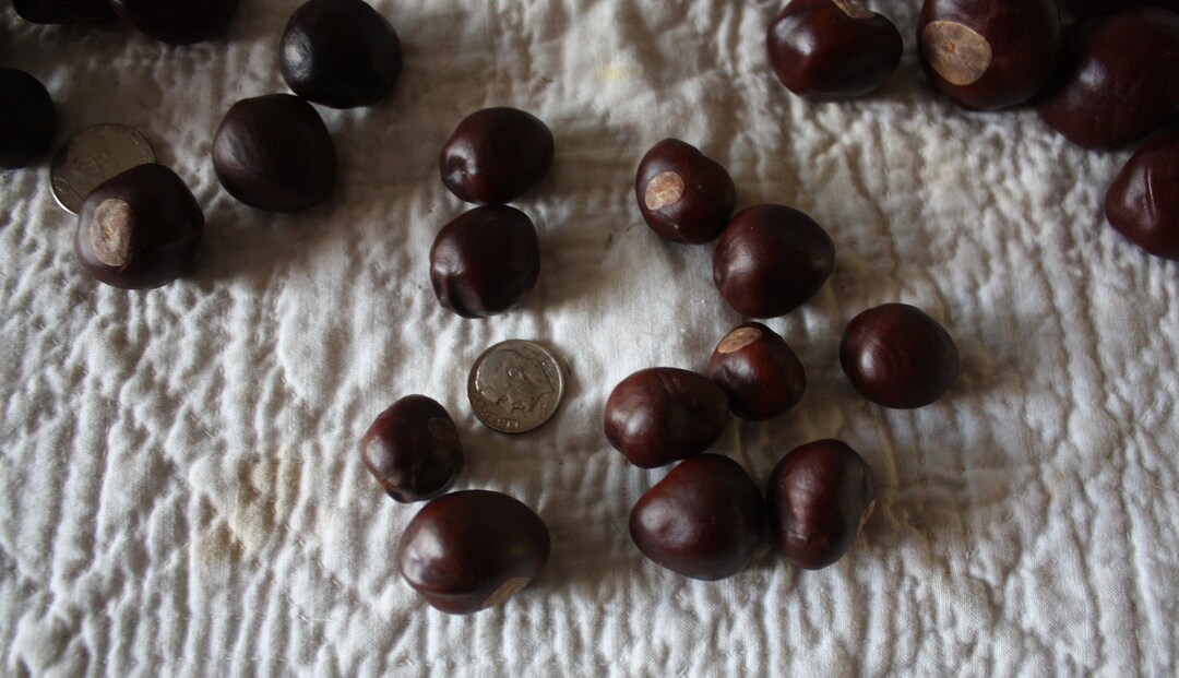 75 Buckeye Nuts Various Sizes, Quarter, Nickel, Dime 2024 Crop Dried ...