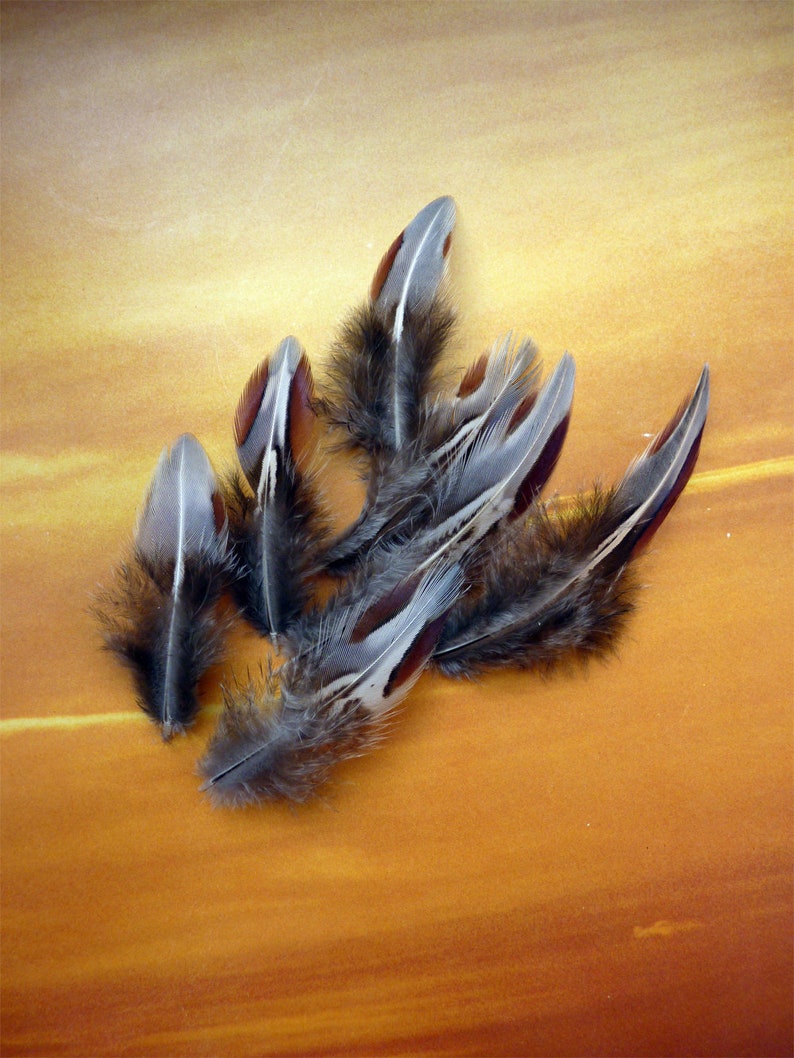 Plumes naturelles de faisan grises bord fauve | Etsy