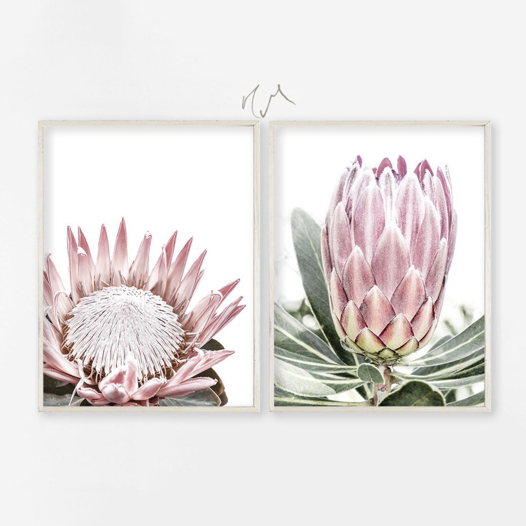 Set of 2 Protea Prints, Botanical Blush Print, Modern Wall Art, King ...