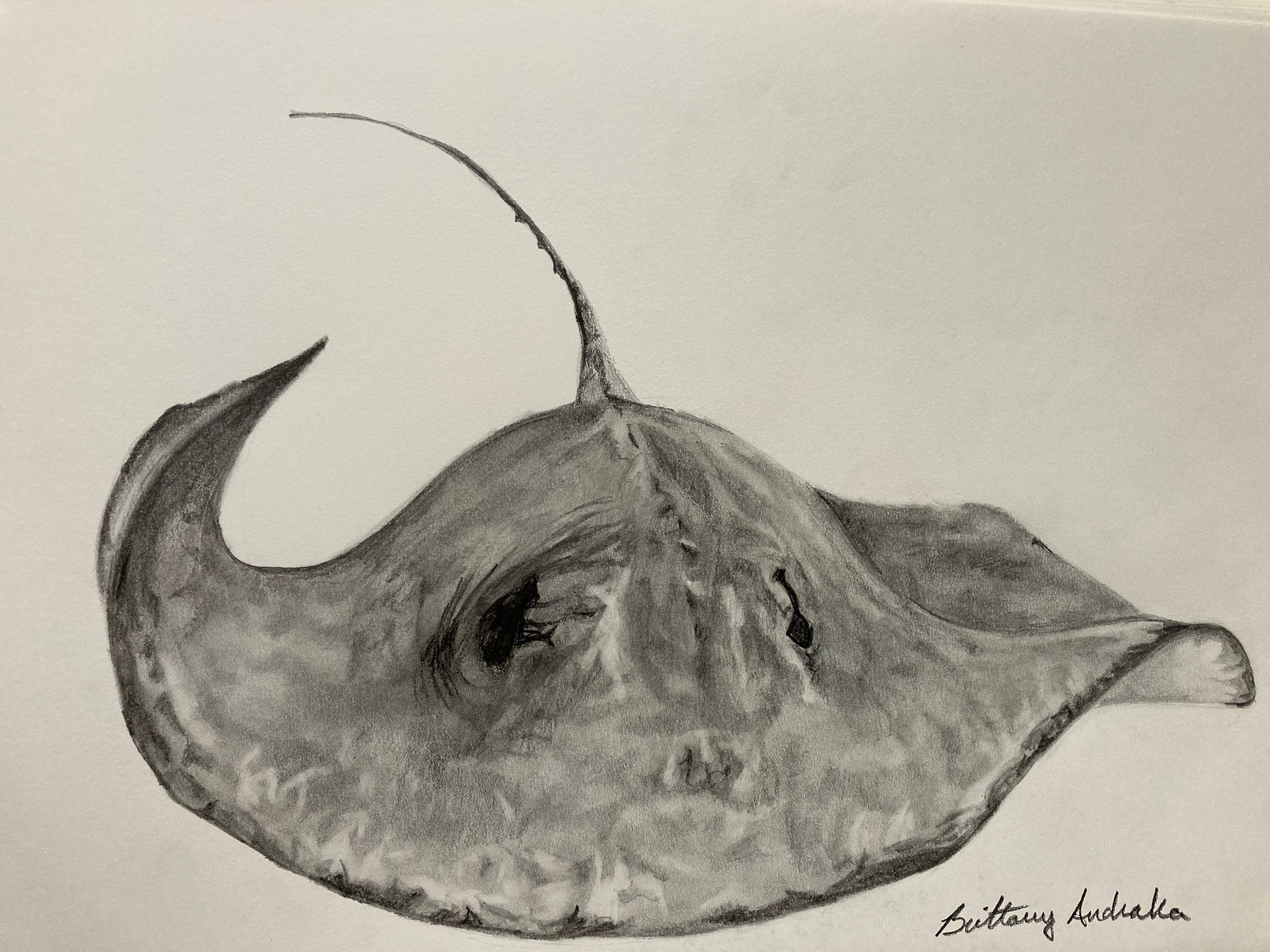 How To Draw A Realistic Stingray