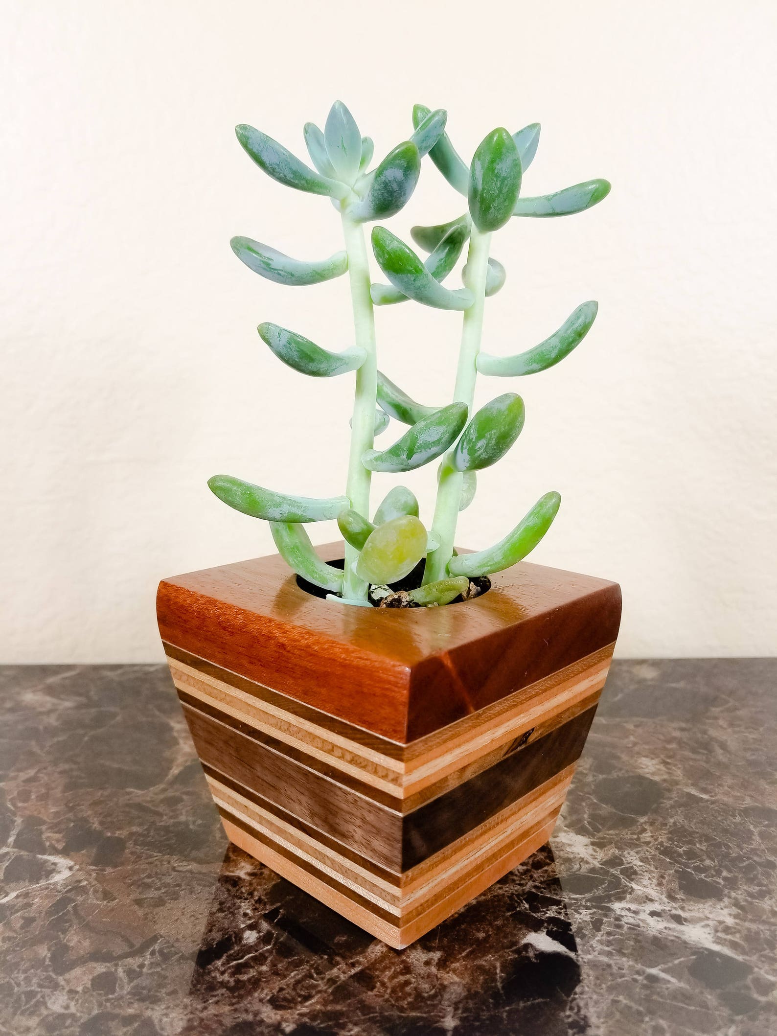Desktop Planter - Etsy