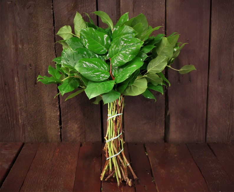 Salal Tips Lemon Leaf | Etsy