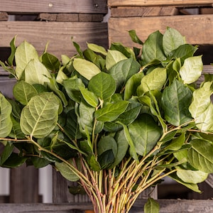 Long Salal, Lemon Leaf, Western Greens, Fresh Greens, Floral Greens ...