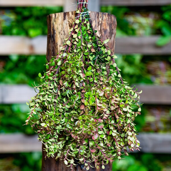 Huckleberry Plant - Etsy