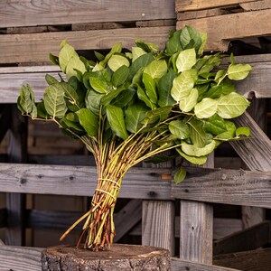 Long Salal, Lemon Leaf, Western Greens, Fresh Greens, Floral Greens ...