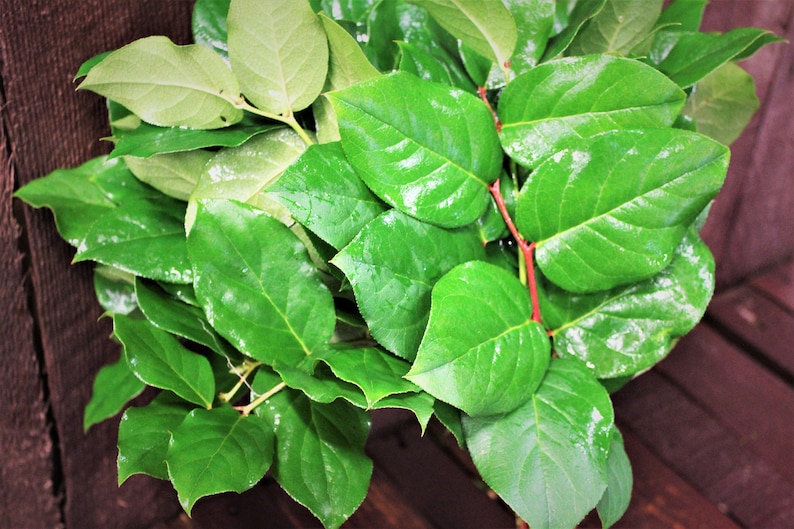 Salal Tips Lemon Leaf | Etsy