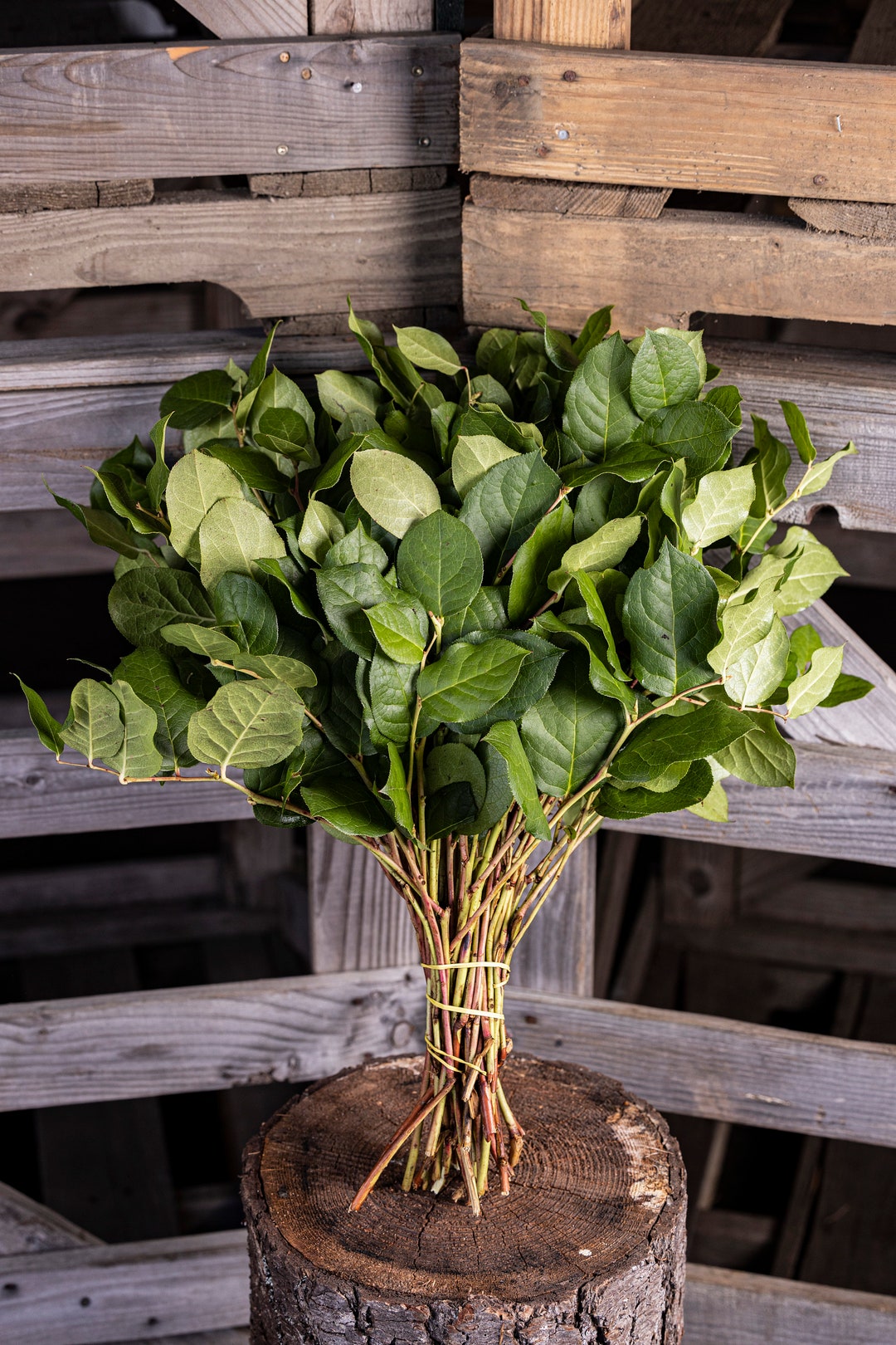 Long Salal, Lemon Leaf, Western Greens, Fresh Greens, Floral Greens ...