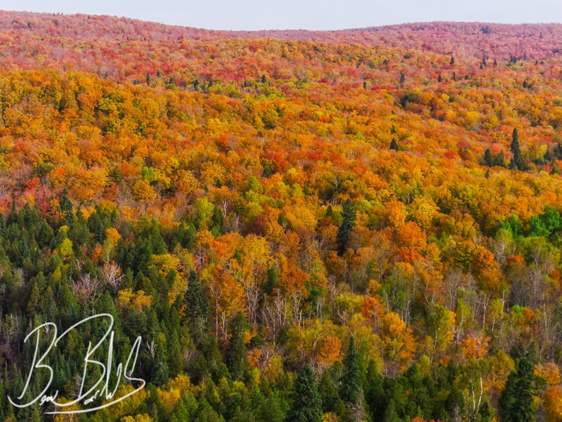 Beautiful Maple Forest in Autumn Near Lutsen, Minnesota - 4 Standard ...