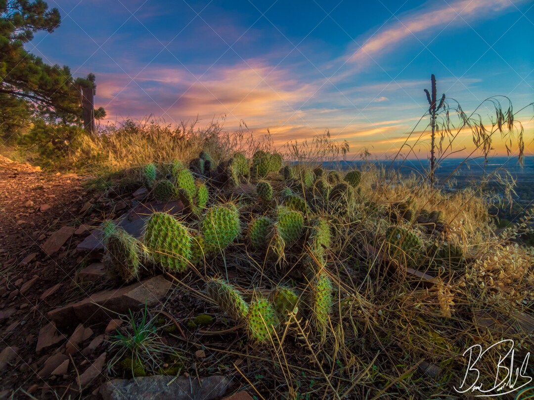 Sunrise Colors With a Prickly Pear Cactus - Boulder, CO - 4 Standard ...