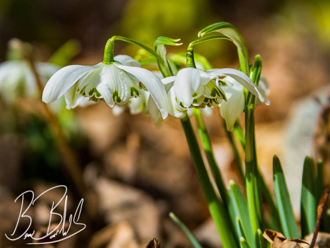 First Flowers of Spring - 4 Standard Image Sizes - Digital Download - Etsy