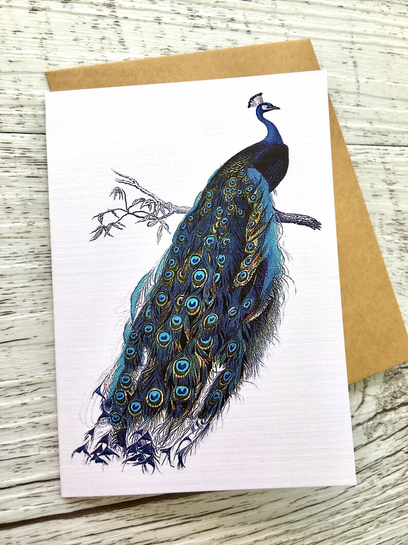 Peacock Blank Cards Set Of 4 Peacock Tcards Set Mini Etsy