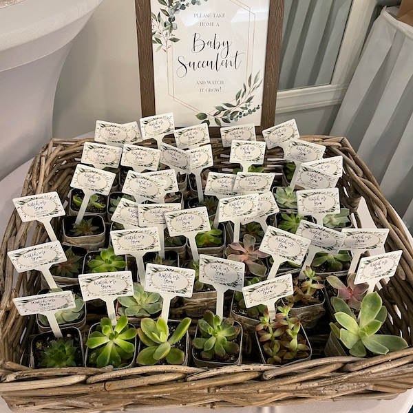Baby Shower Succulent Favors - Etsy
