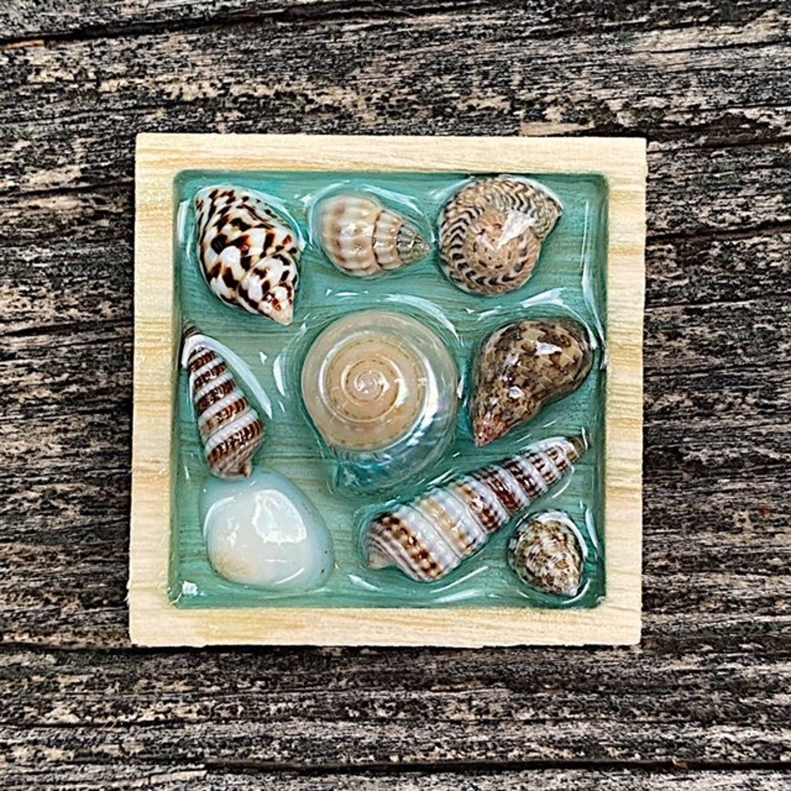 Shell Magnet, Nautical Magnet, Shell Decor, Refrigerator Magnets Beach ...