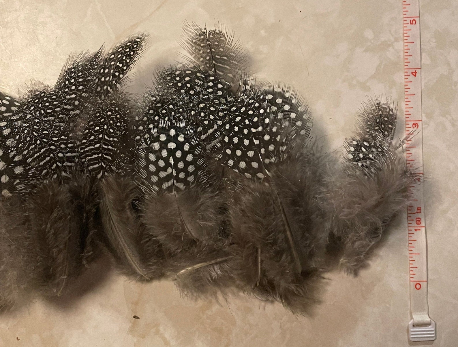 Guinea Fowl Feathers, All Natural, Lot of 50 Feathers, Great for Fly ...