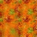 Fall Backgrounds Autumn Textures Digital Paper Distressed - Etsy