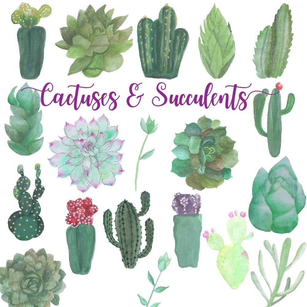 Hand drawn cactuses succulent clipart watercolor cactus | Etsy