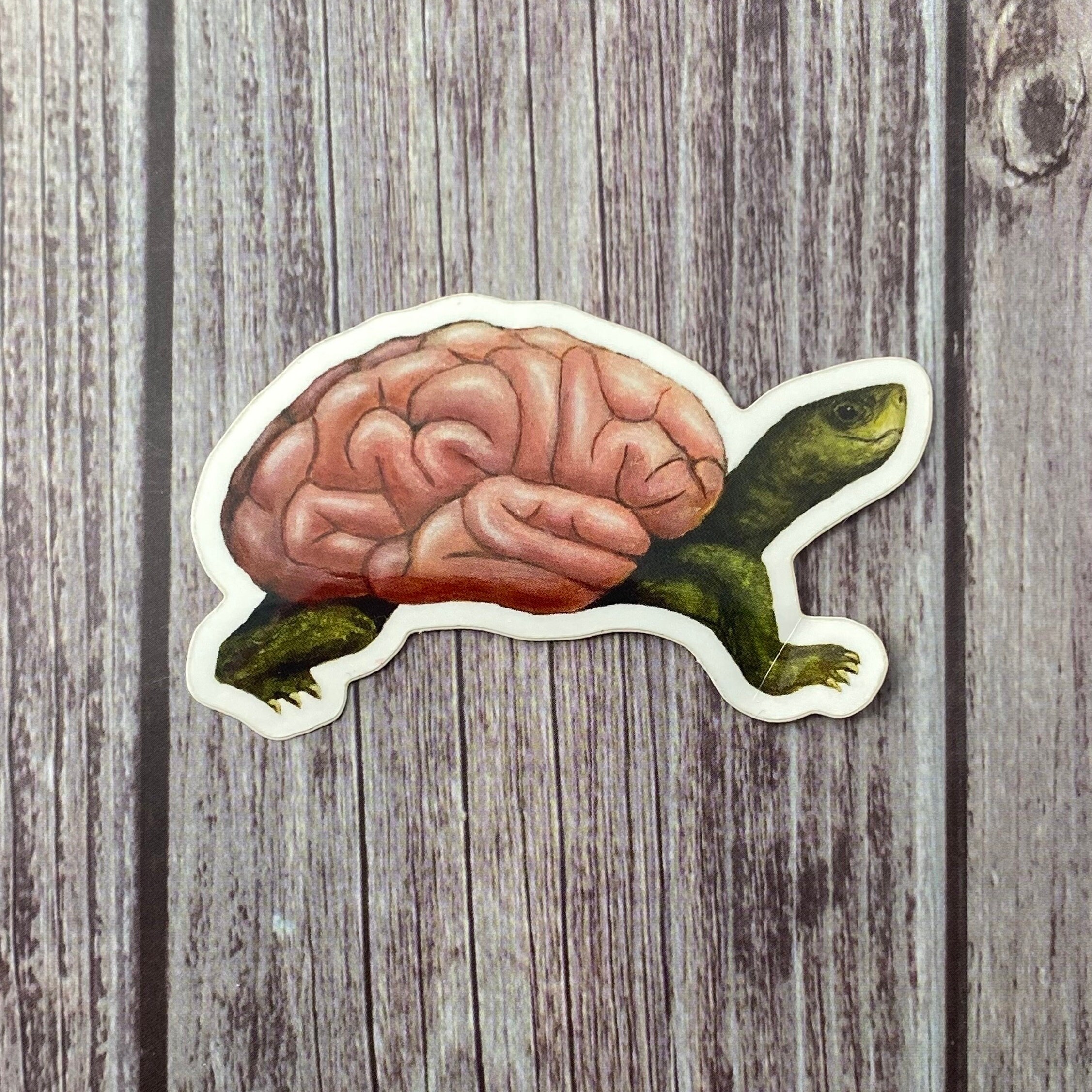 Brain Turtle Sticker vinyl Sticker, Decal, Weird, Funky, Cool - Etsy