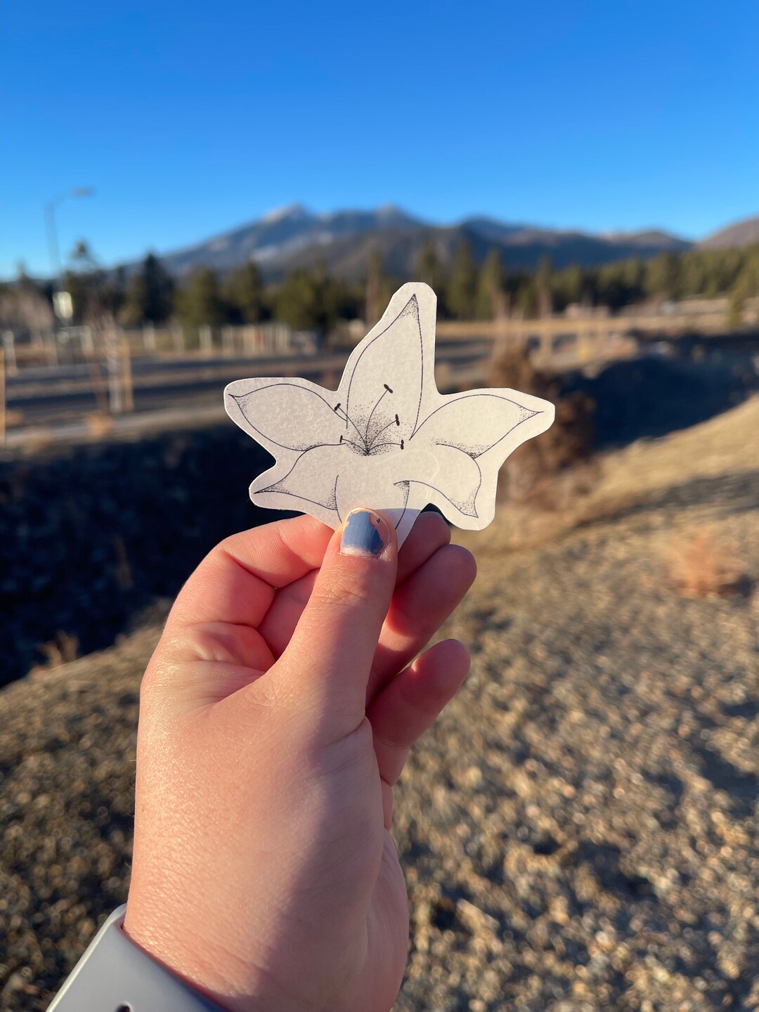 Lily Sticker | Hand Drawn Decal for Laptops, Hydroflasks, and Cars - Etsy